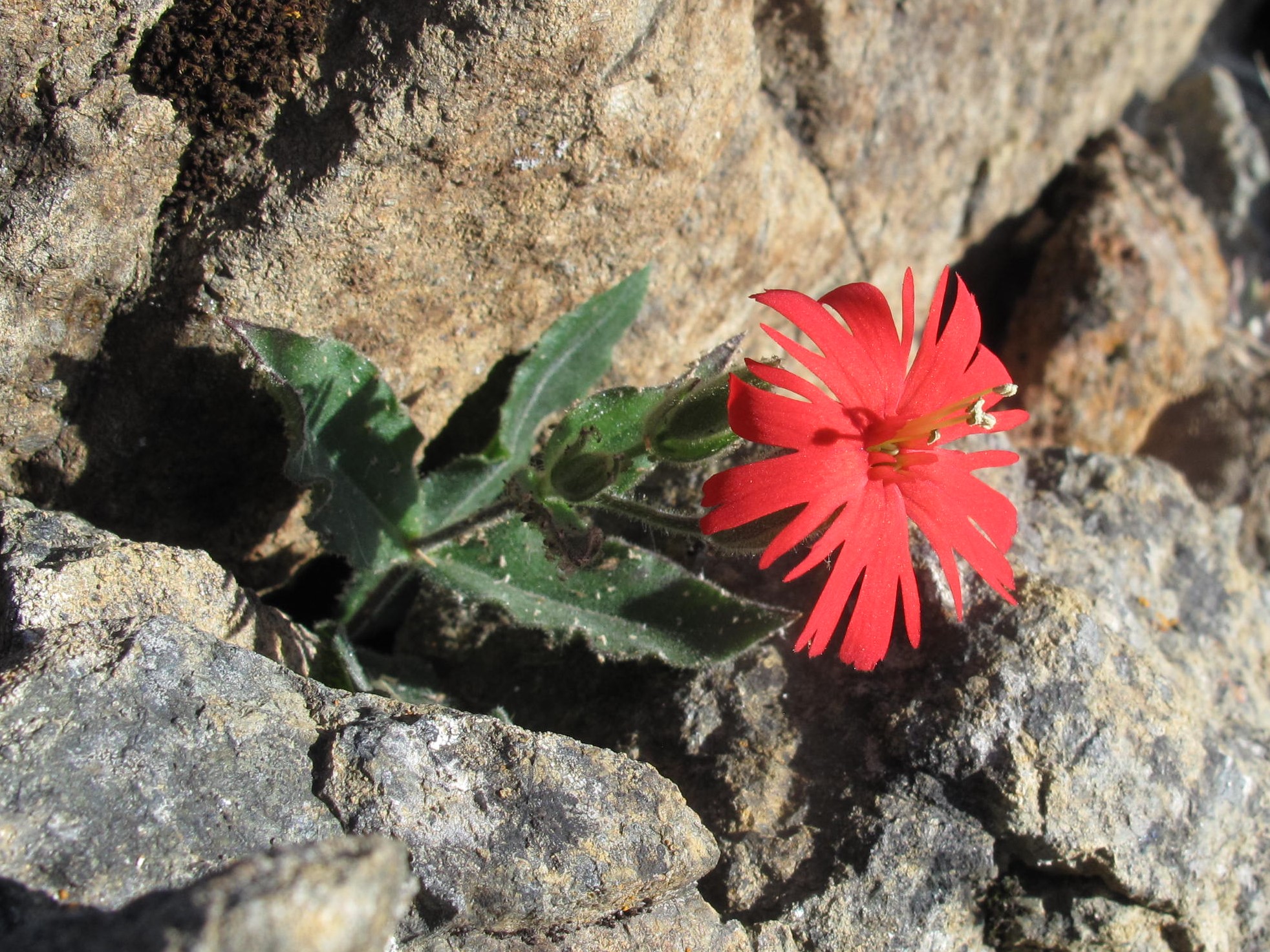 Red – Orange Wildflowers – Marin = Hike