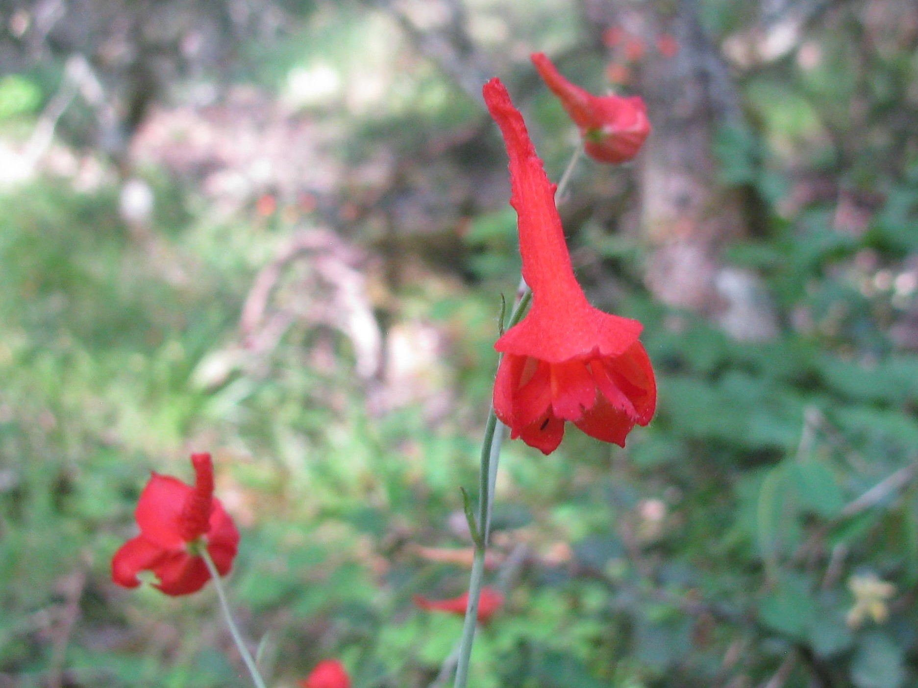 Red – Orange Wildflowers – Marin = Hike