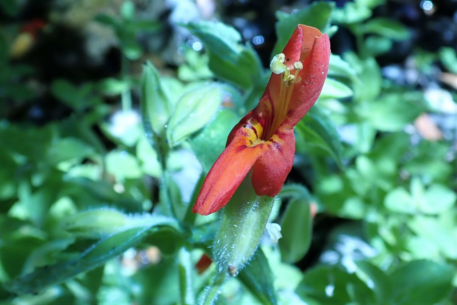 Red – Orange Wildflowers – Marin = Hike