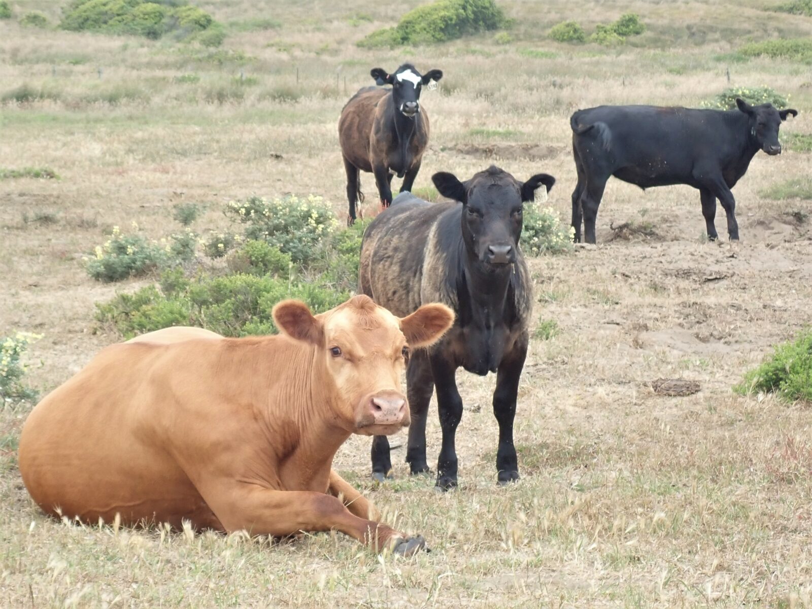 Bull Point – Marin = Hike