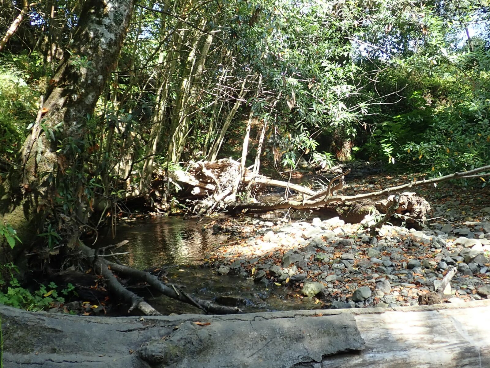 Olema Valley Trail to Five Brooks – Marin = Hike