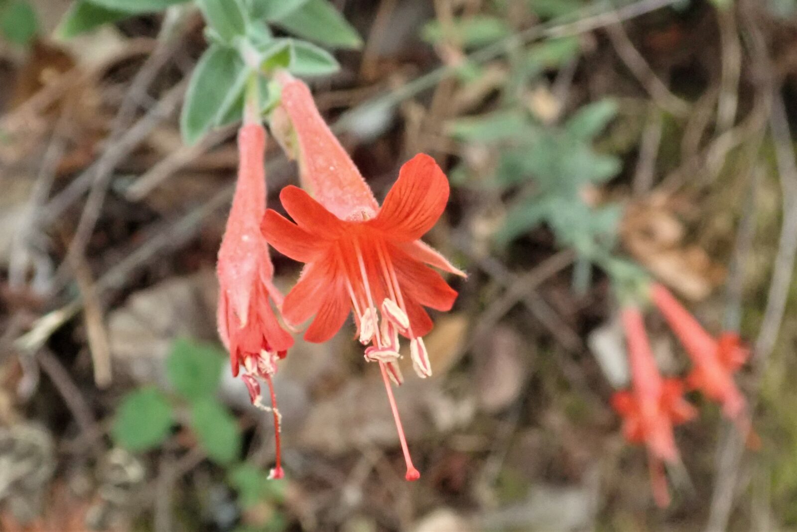 Red – Orange Wildflowers – Marin = Hike