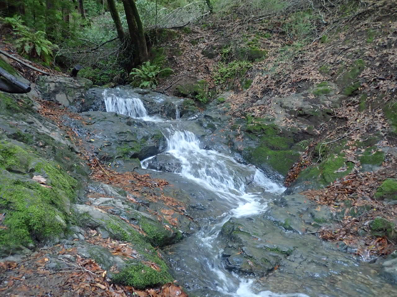 Dawn Falls Trail – Marin = Hike