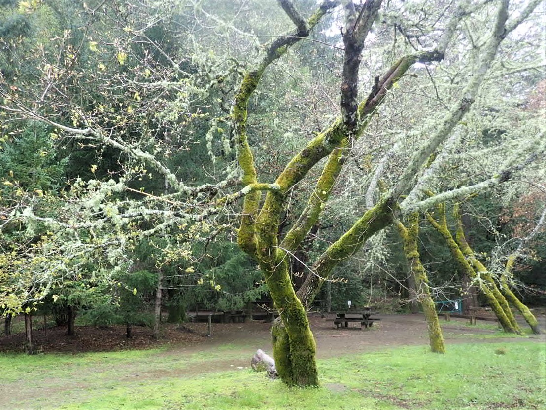 Bon Tempe Loop – Marin = Hike