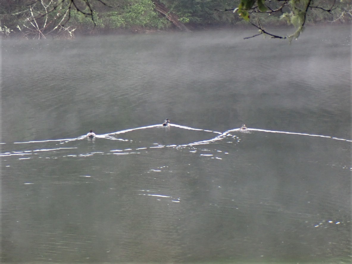 Bon Tempe Loop – Marin = Hike