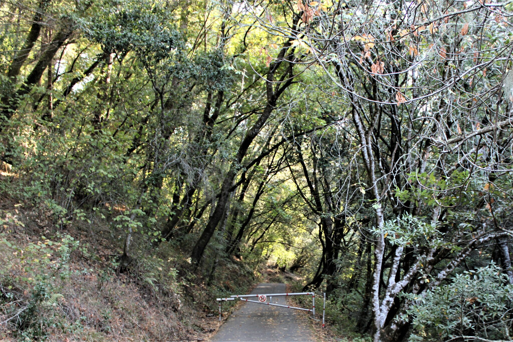Devil’s Gulch – Marin = Hike