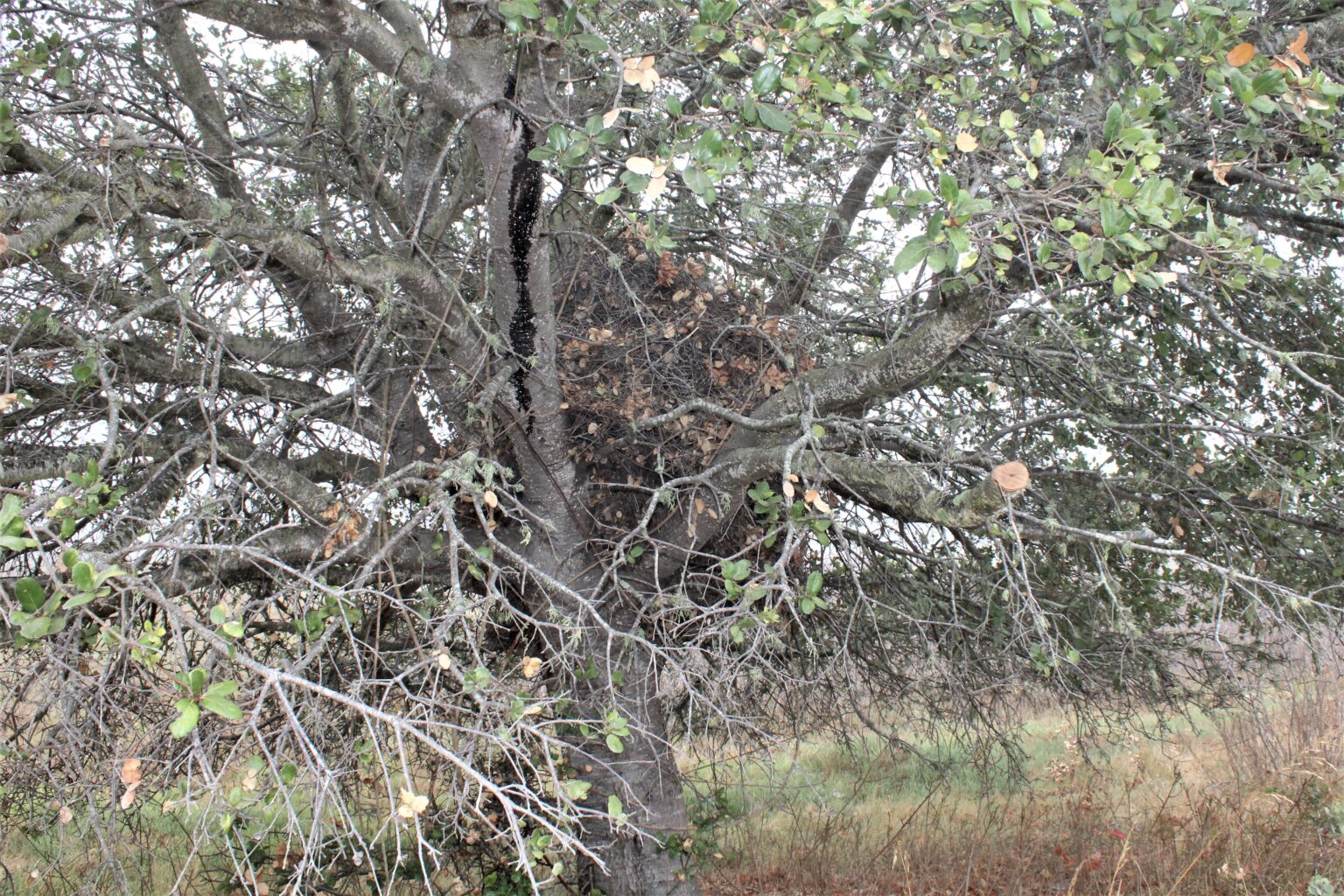 China Camp – October – Marin = Hike