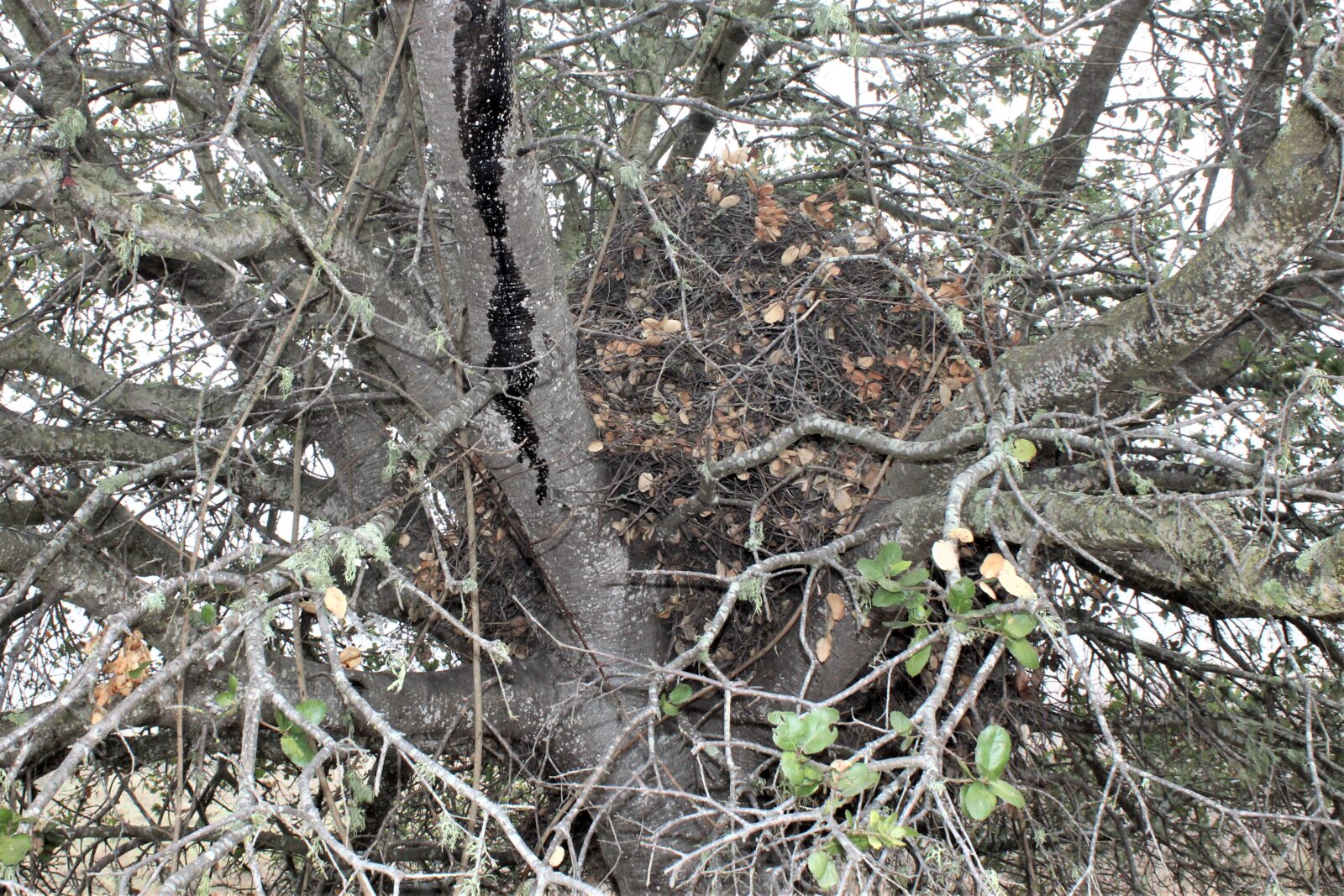 China Camp – October – Marin = Hike