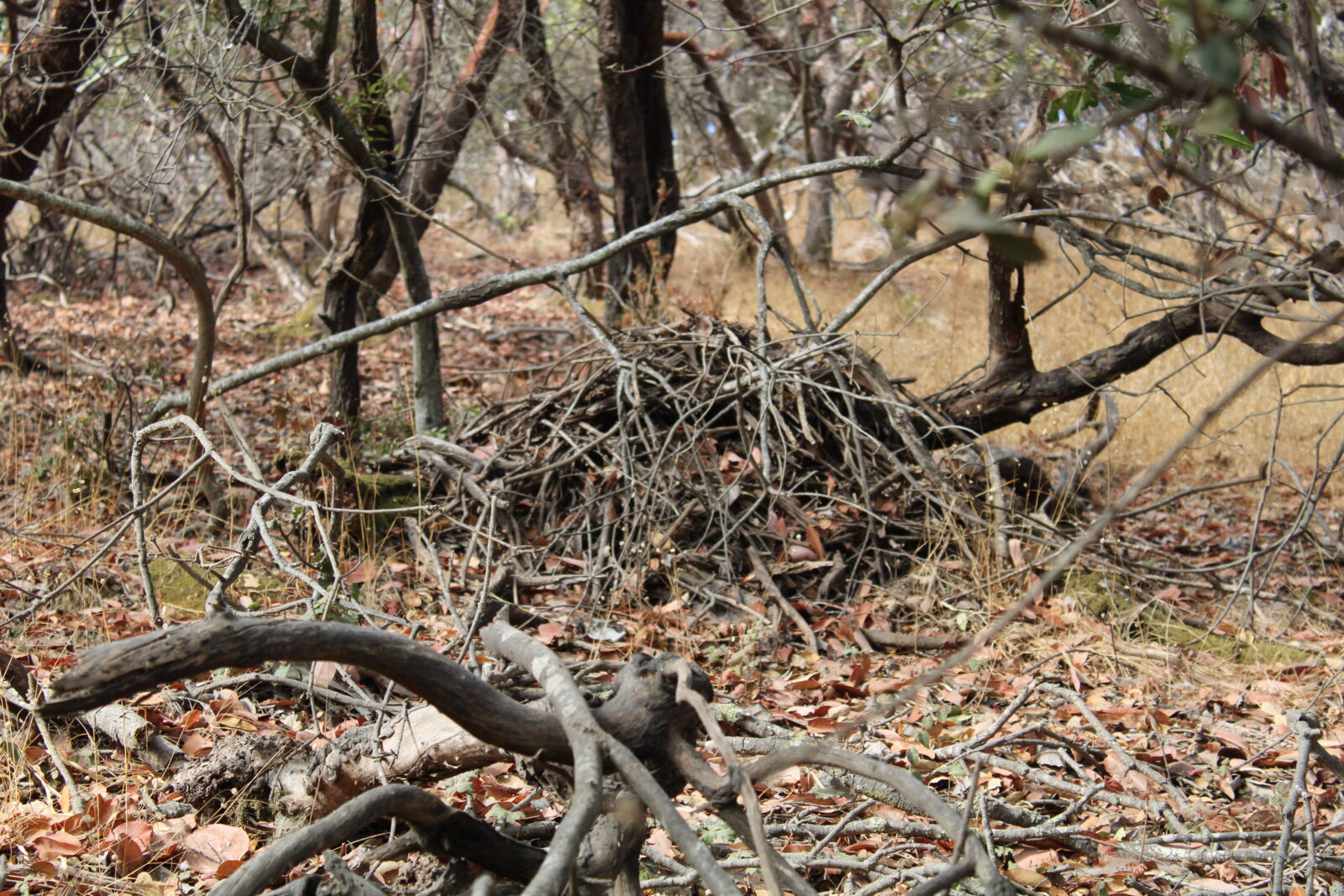 China Camp – October – Marin = Hike