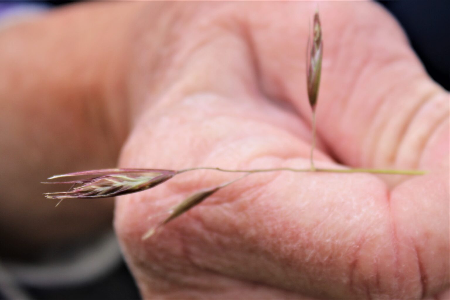 Big Trees Trail – Marin = Hike