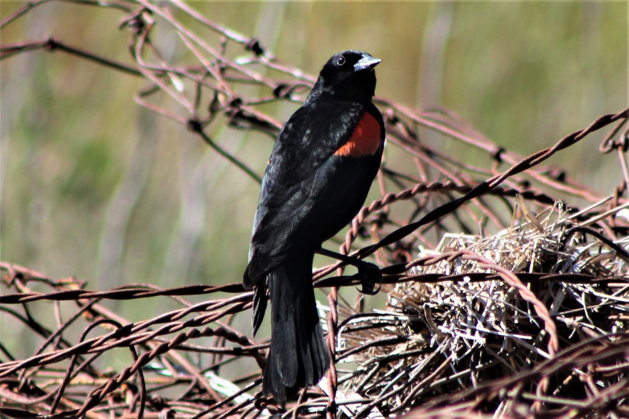 Things That Fly – Marin = Hike