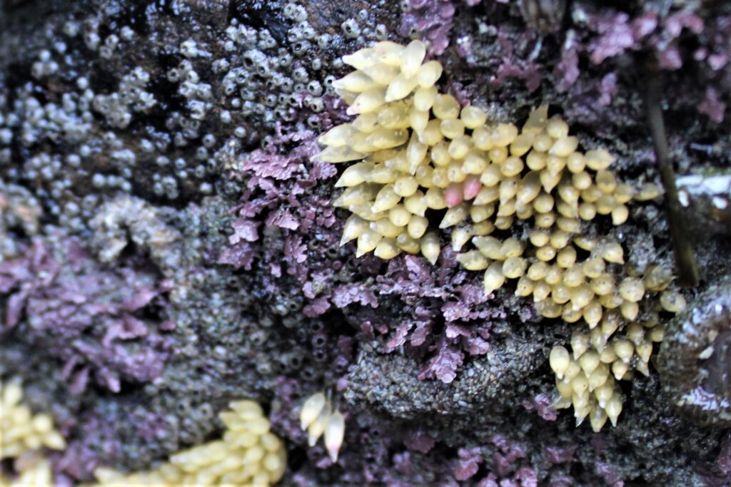 Muir Beach – Marin = Hike