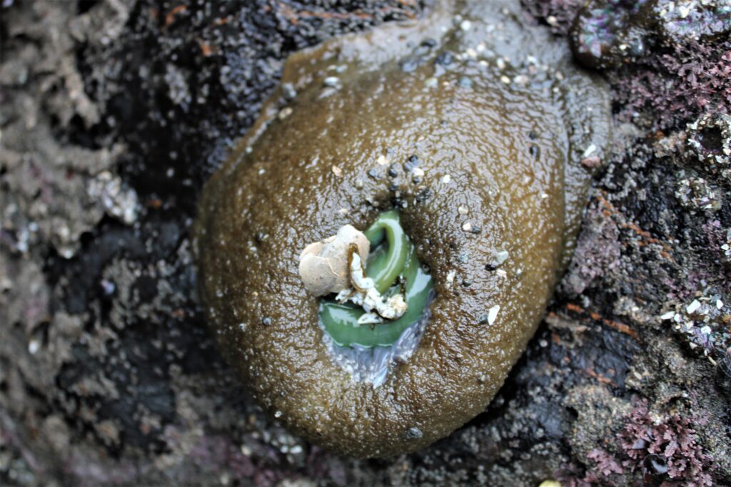 Muir Beach – Marin = Hike