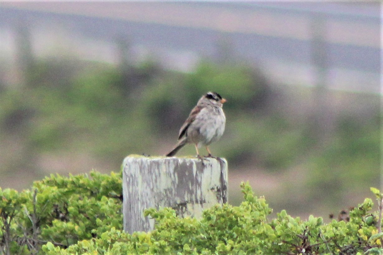 Bull Point – June 2021 – Marin = Hike