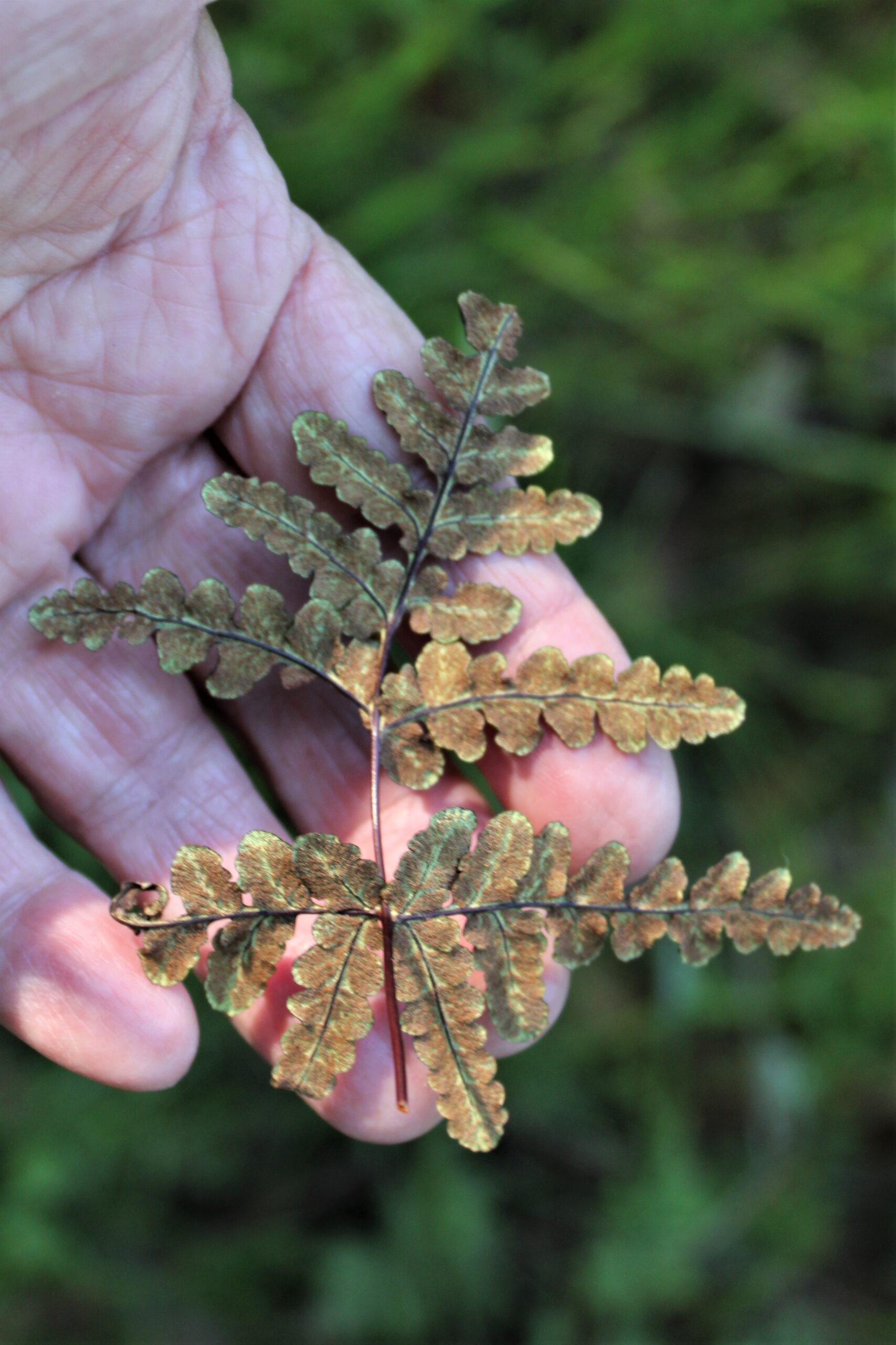 Indian Tree Preserve – Marin = Hike
