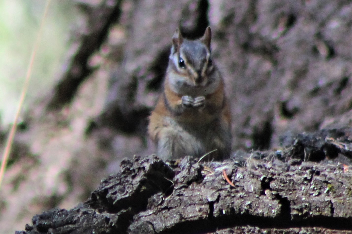 High Marsh Trail – Marin = Hike