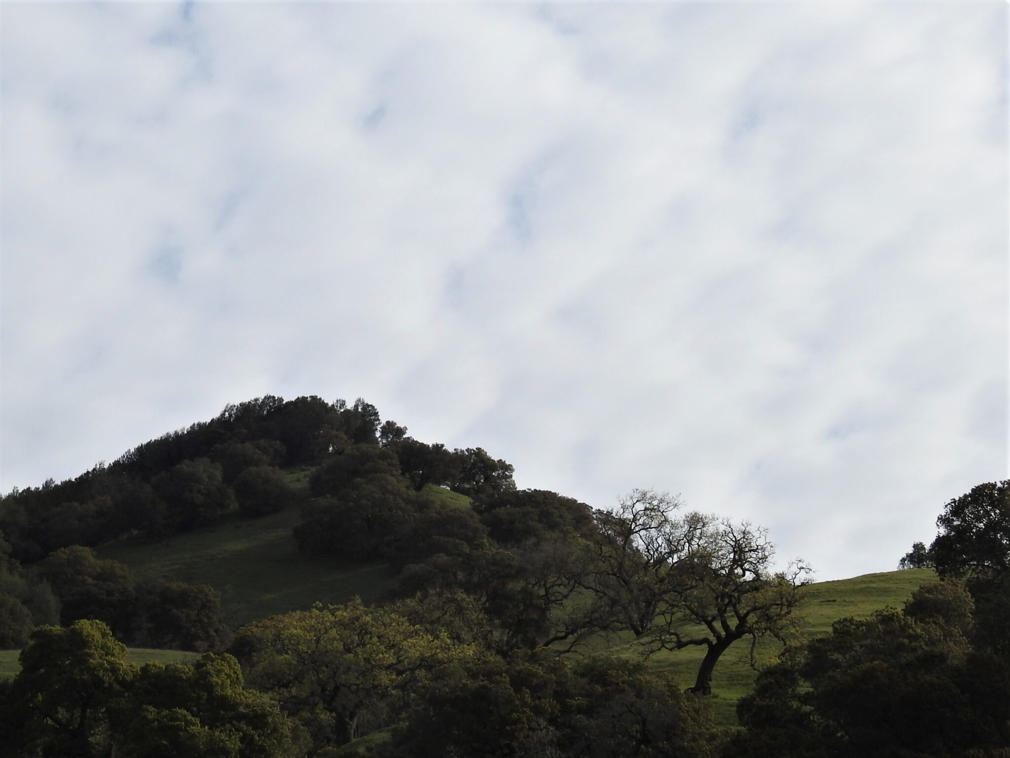 Mount Burdell Open Space – Marin = Hike