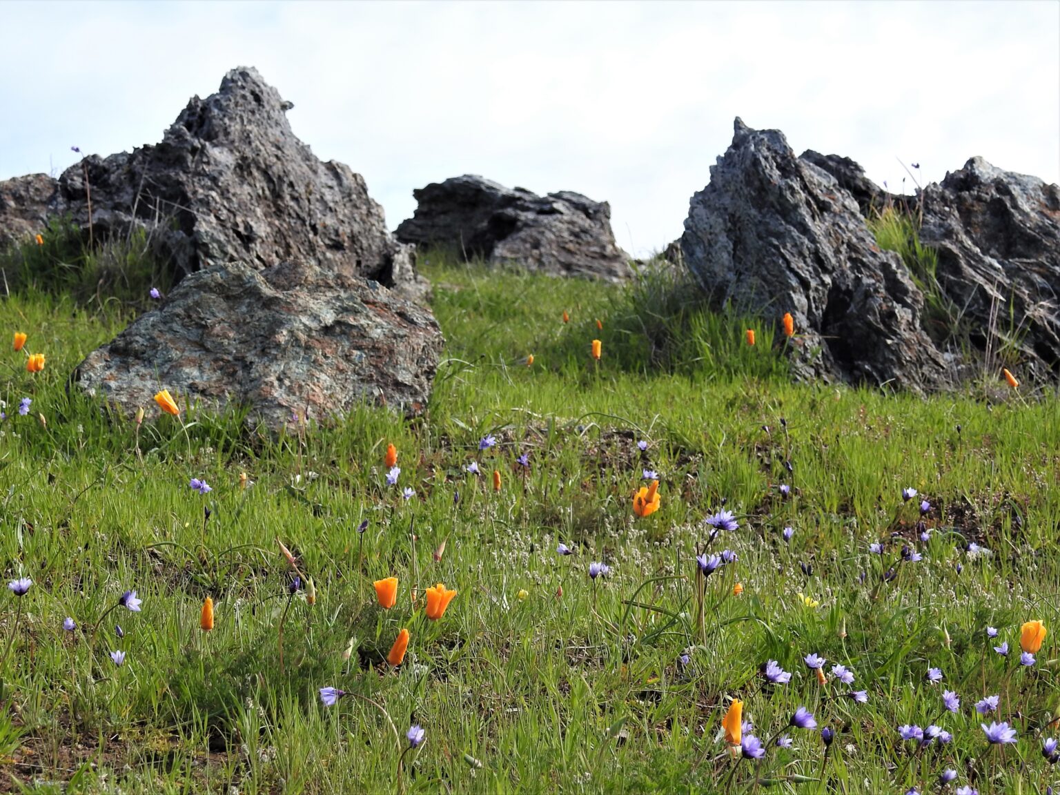 Mount Burdell Open Space – Marin = Hike