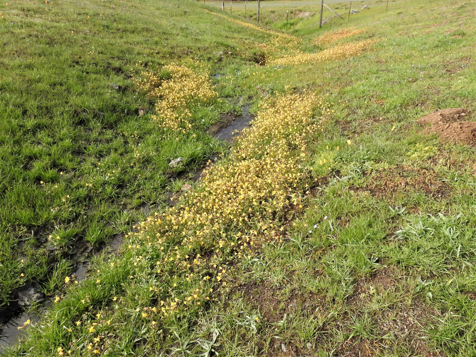 Mount Burdell Open Space – Marin = Hike