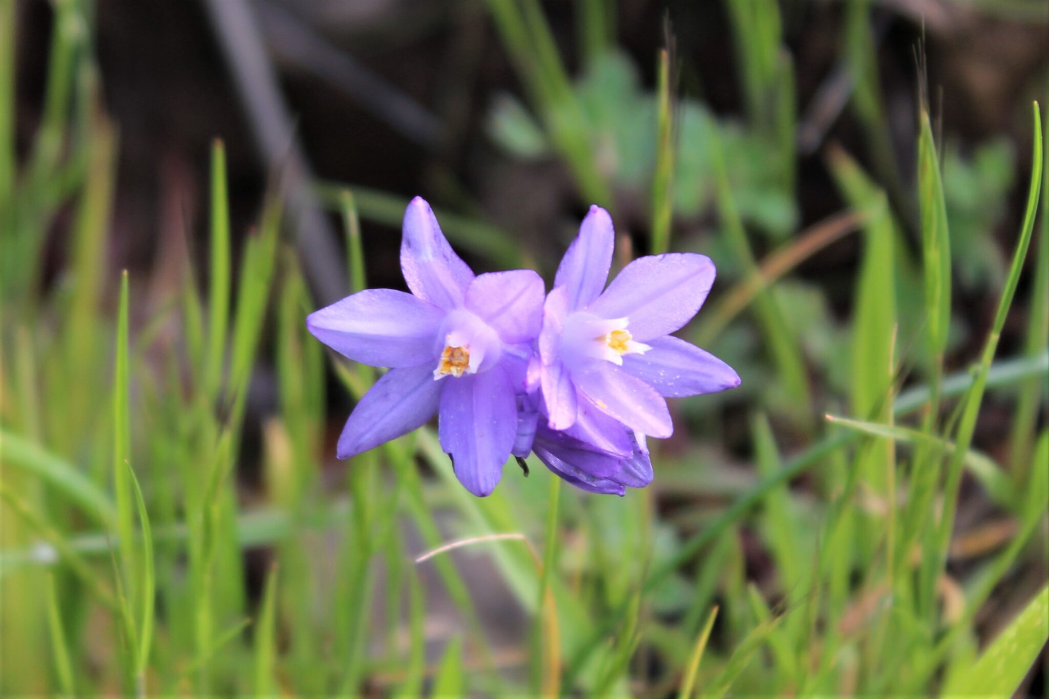 Mount Burdell Open Space – Marin = Hike
