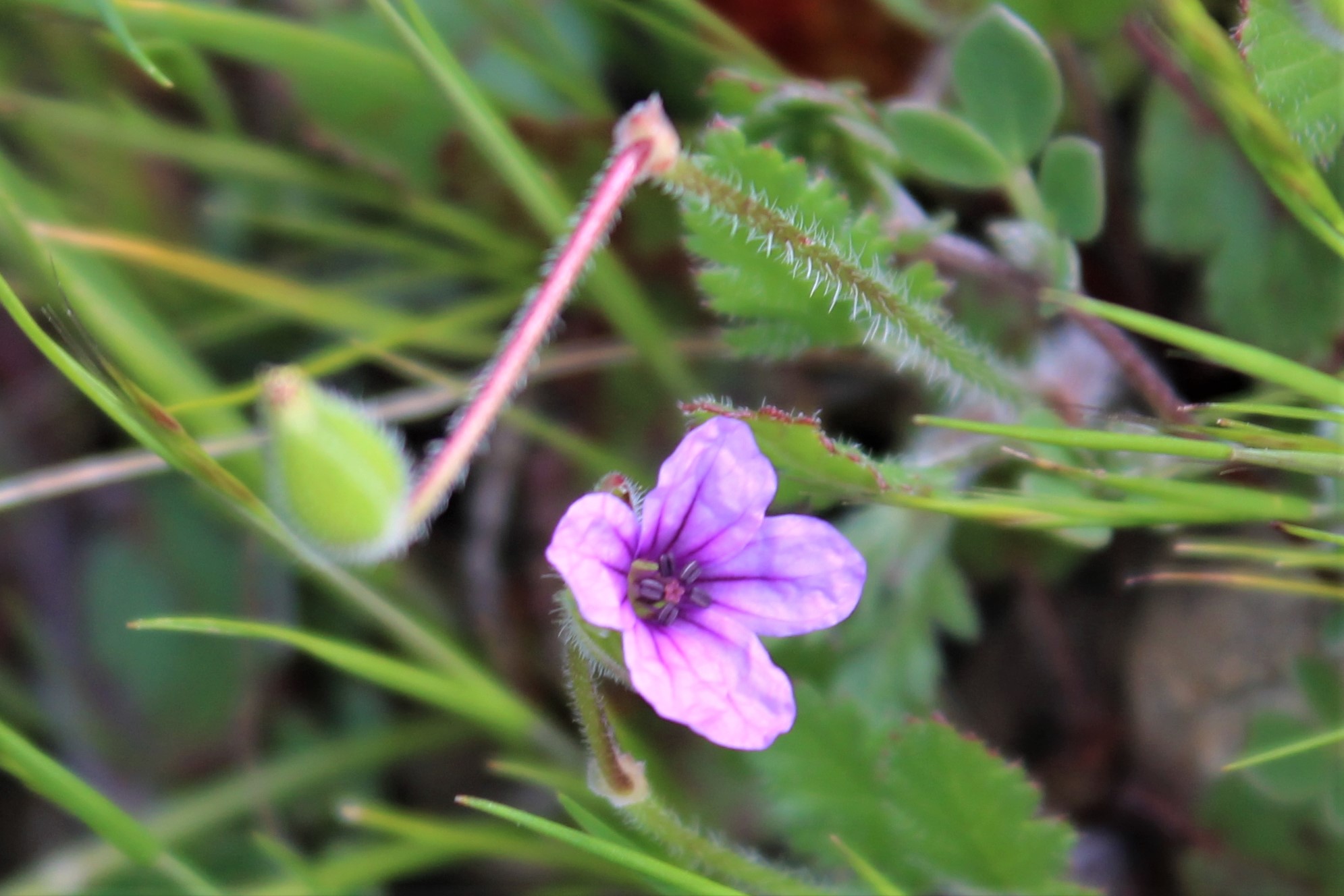 Mount Burdell Open Space – Marin = Hike
