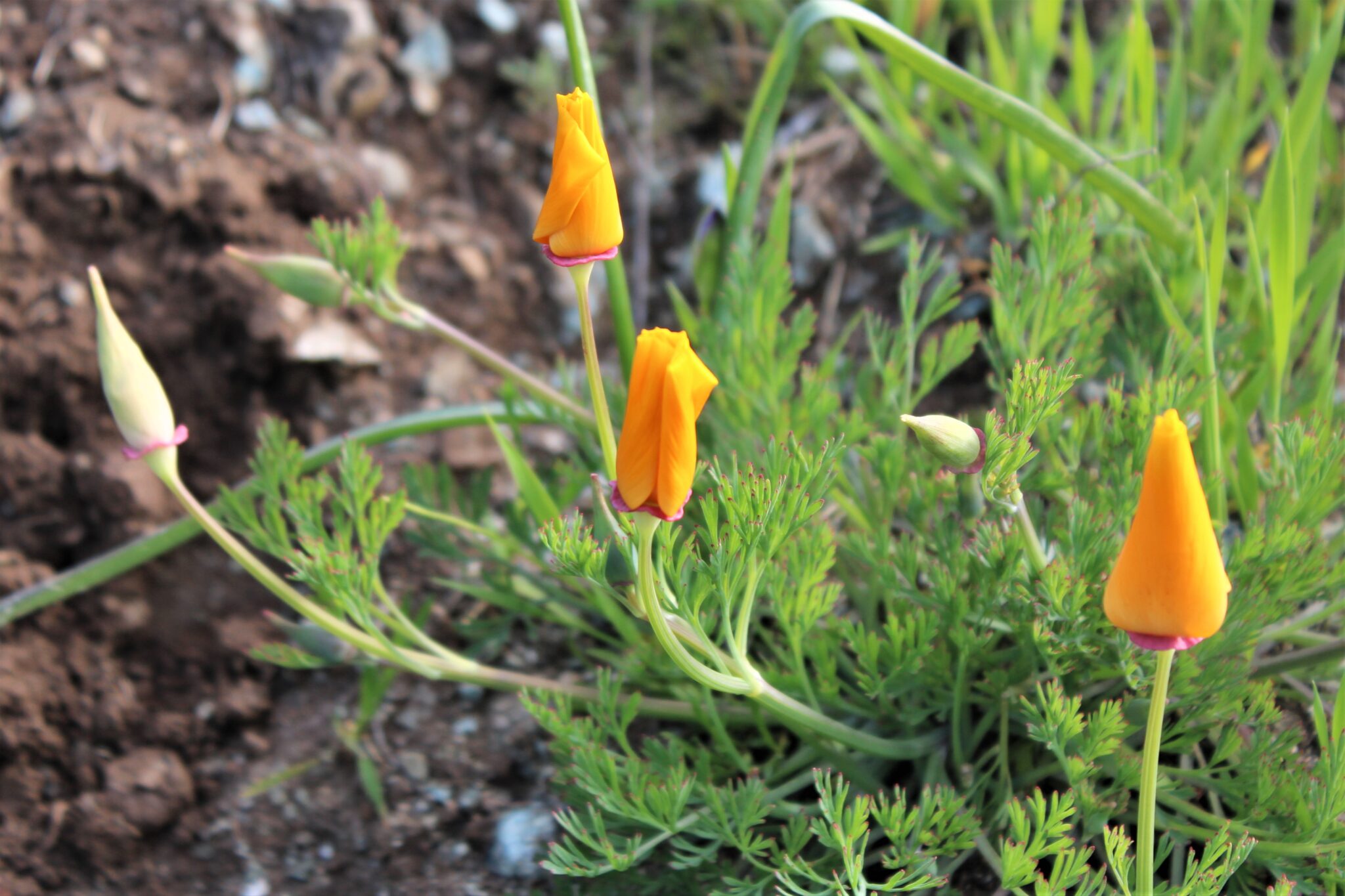 Mount Burdell Open Space – Marin = Hike