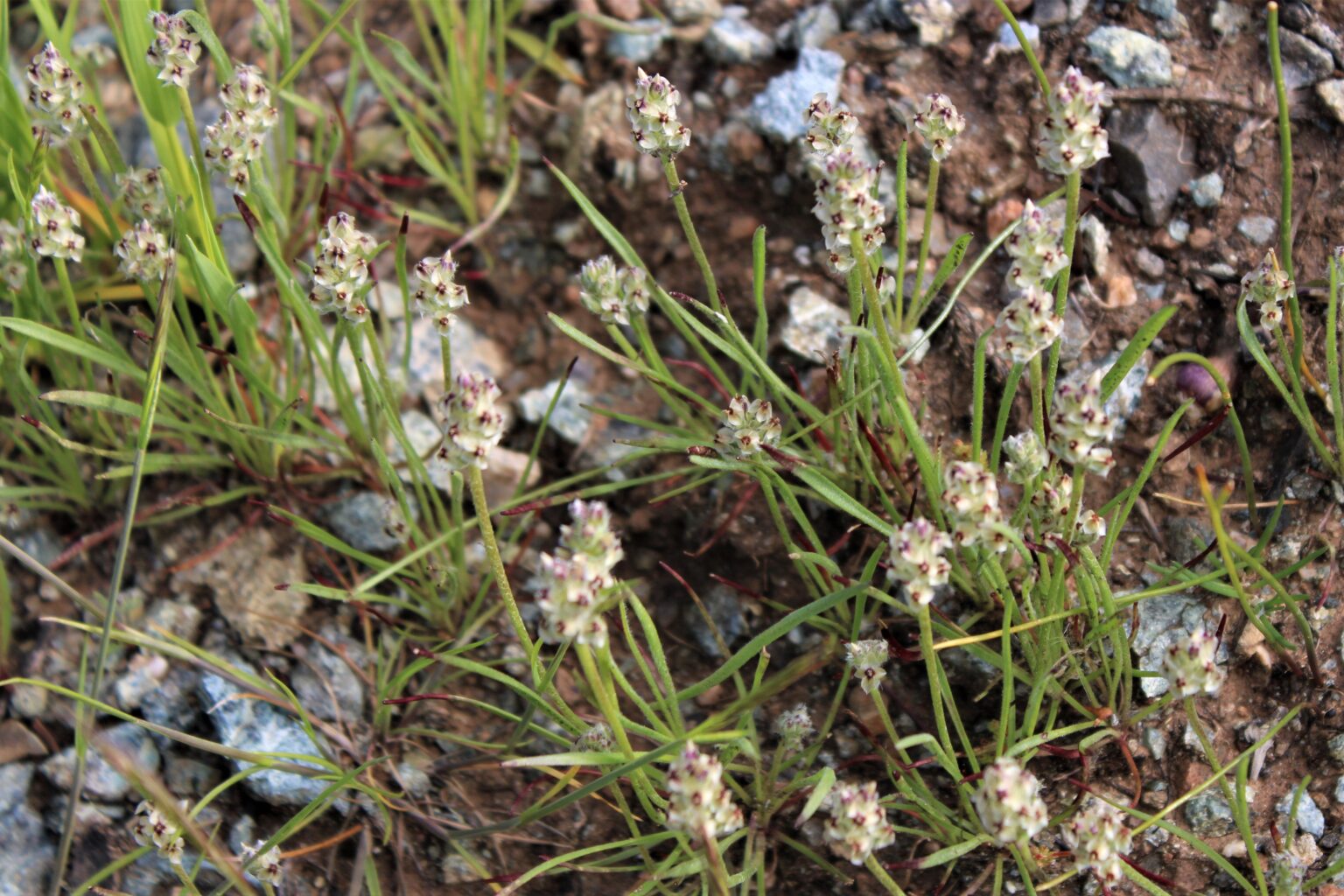 Mount Burdell Open Space – Marin = Hike