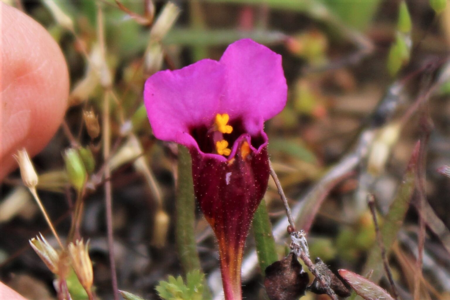 Mount Burdell Open Space – Marin = Hike