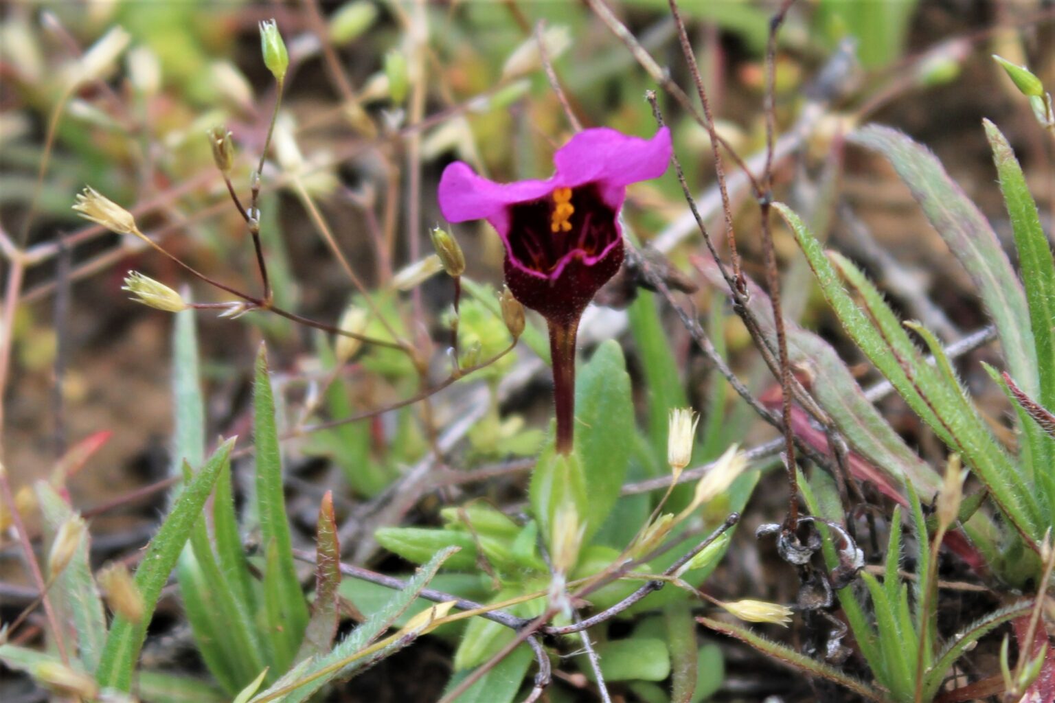 Mount Burdell Open Space – Marin = Hike