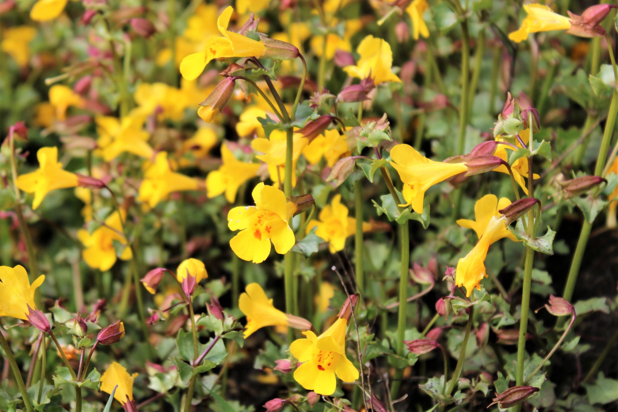 Mount Burdell Open Space – Marin = Hike