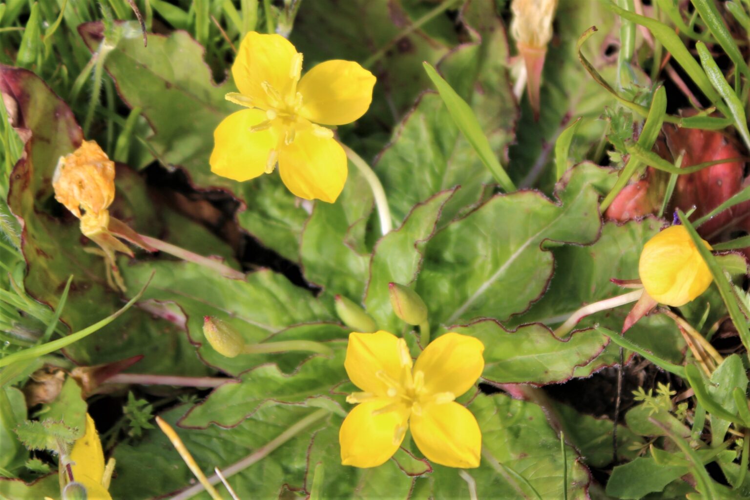 Mount Burdell Open Space – Marin = Hike