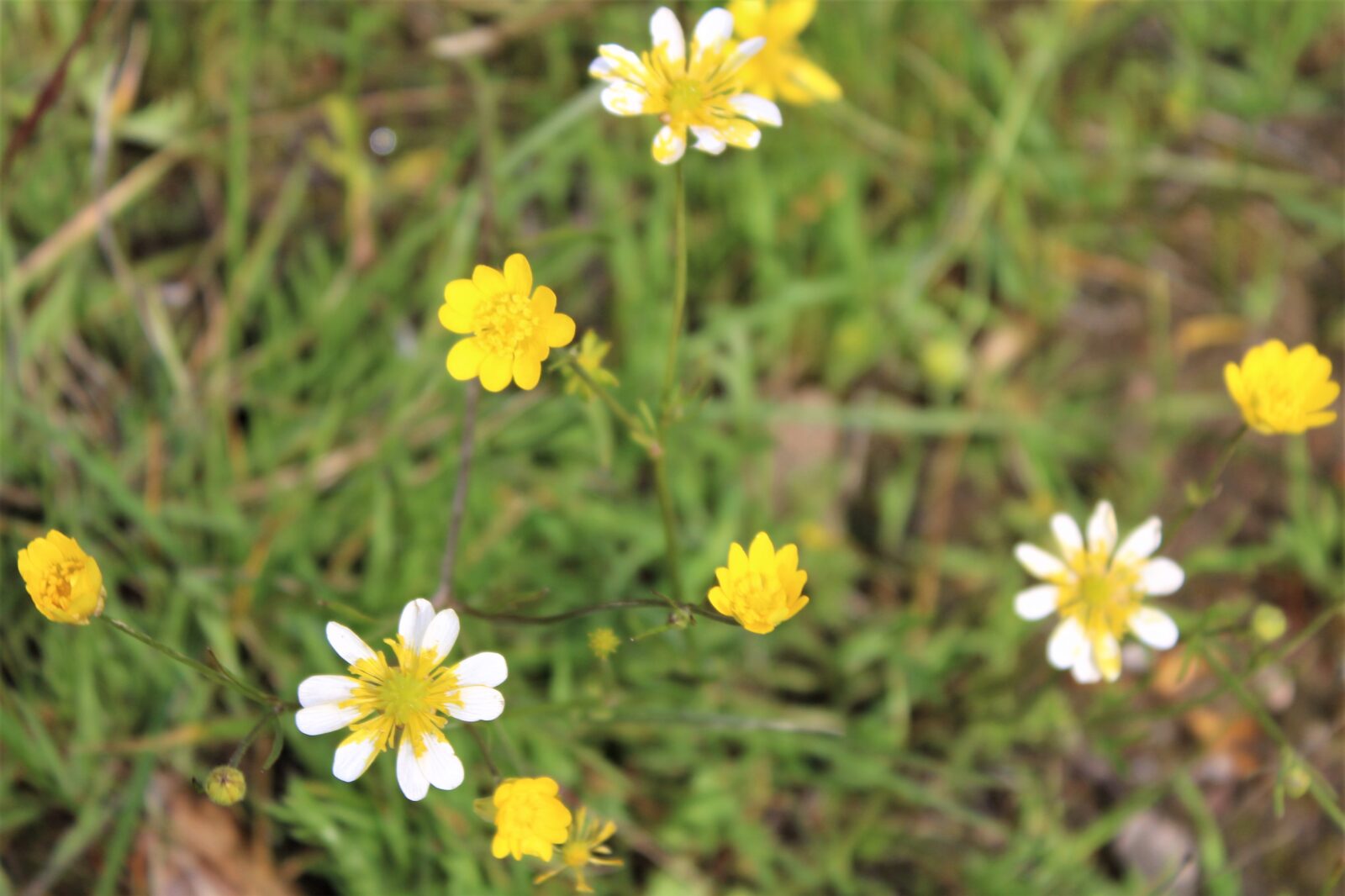 Mount Burdell Open Space – Marin = Hike