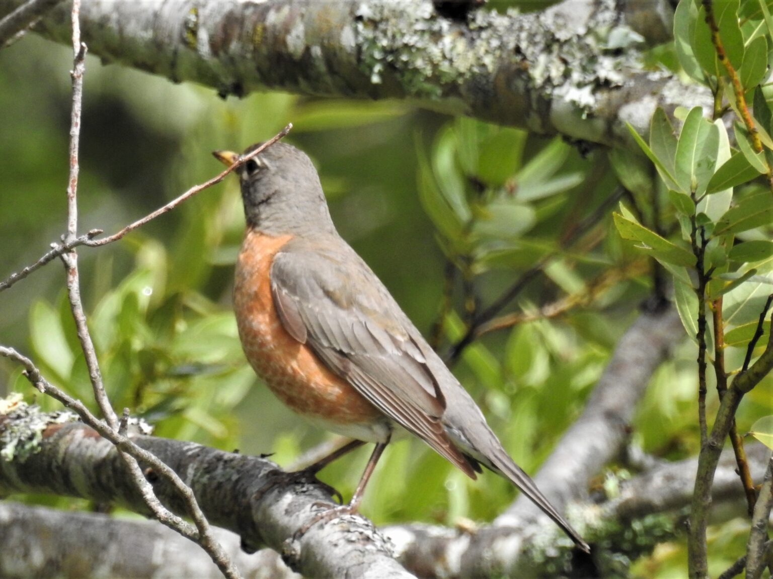 Rock Springs Loop – Marin = Hike