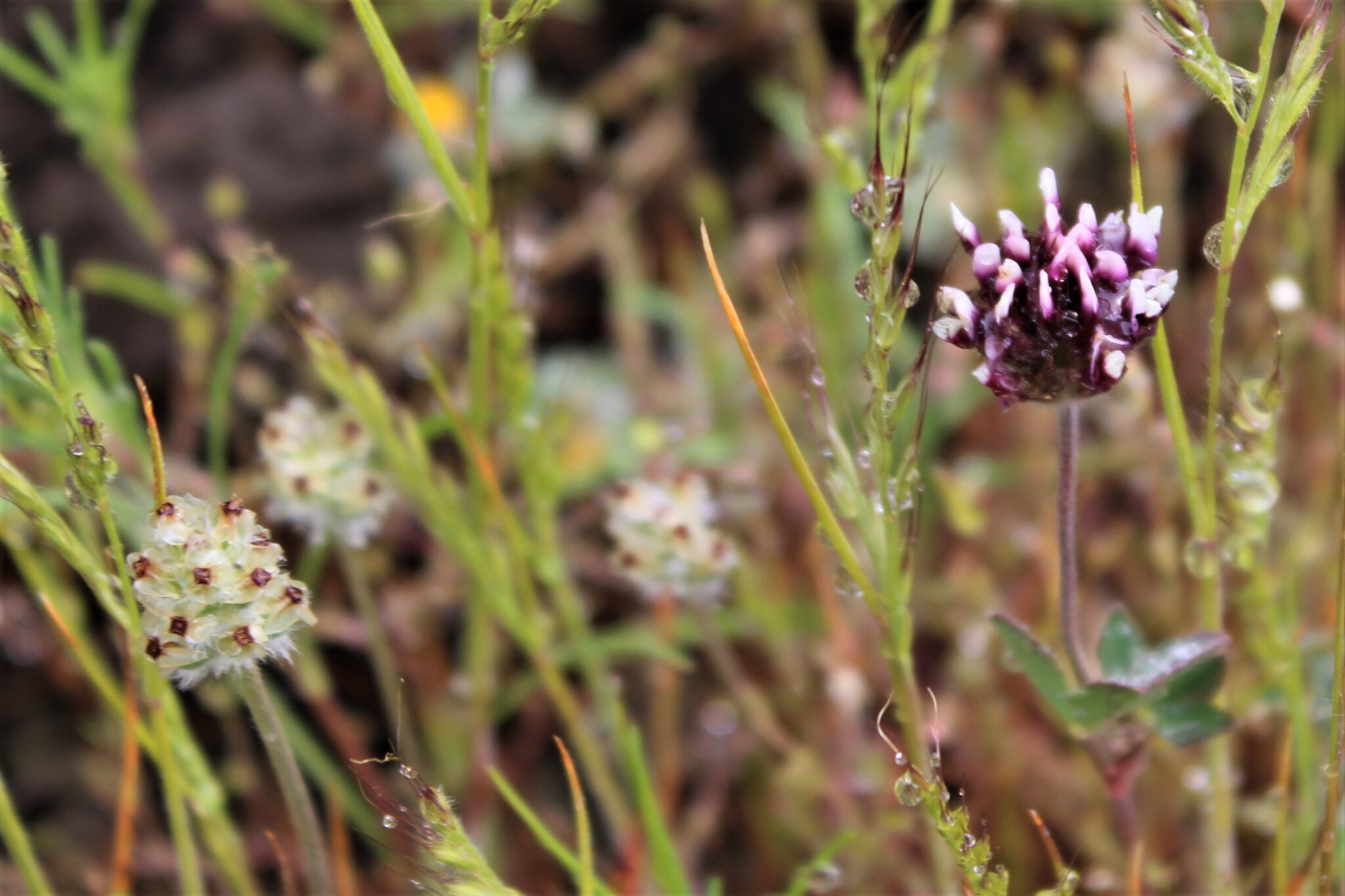 Rock Springs Loop – Marin = Hike