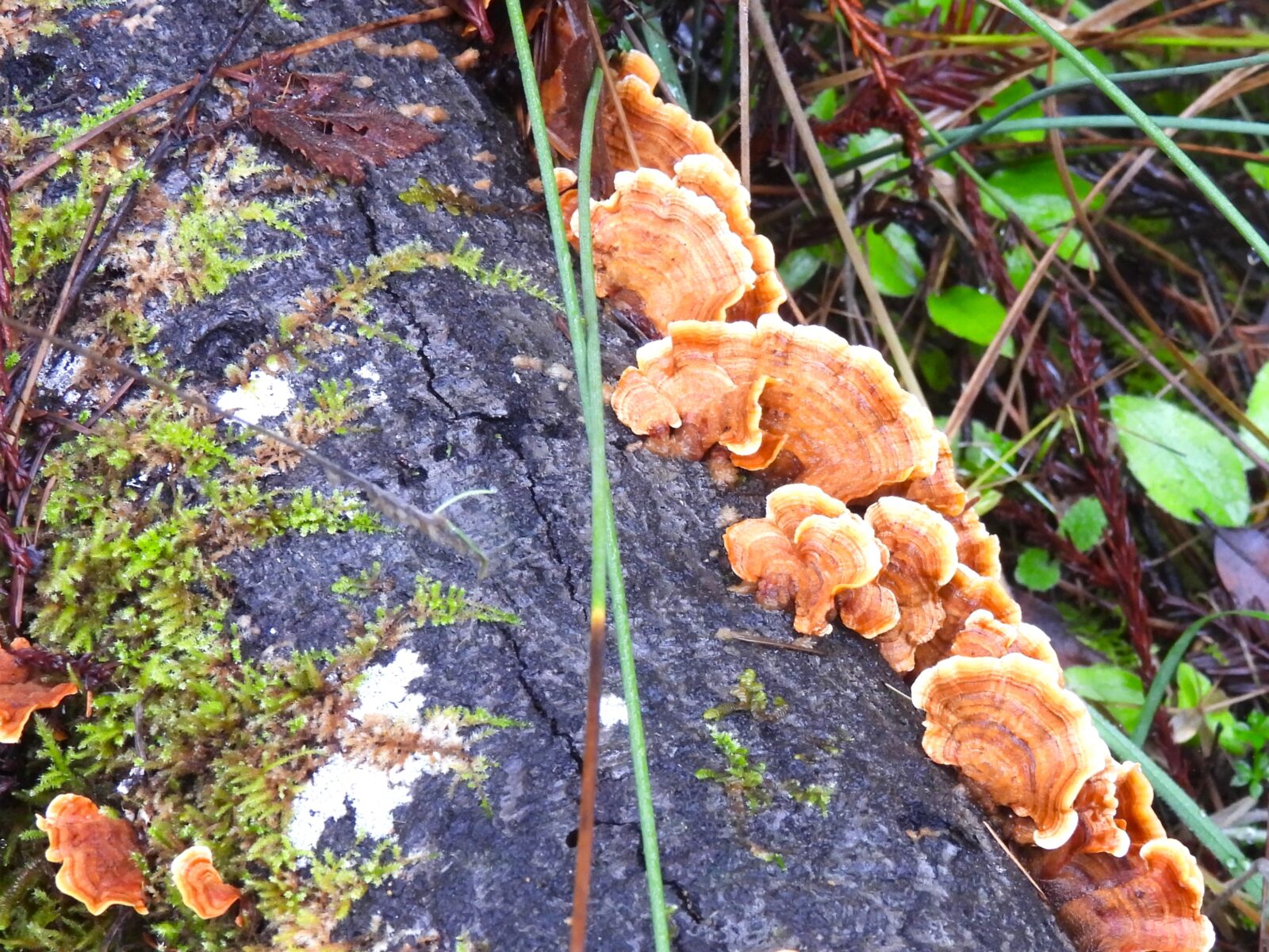 Camp Taylor to Leo T Cronin Fish Viewing Area – Marin = Hike