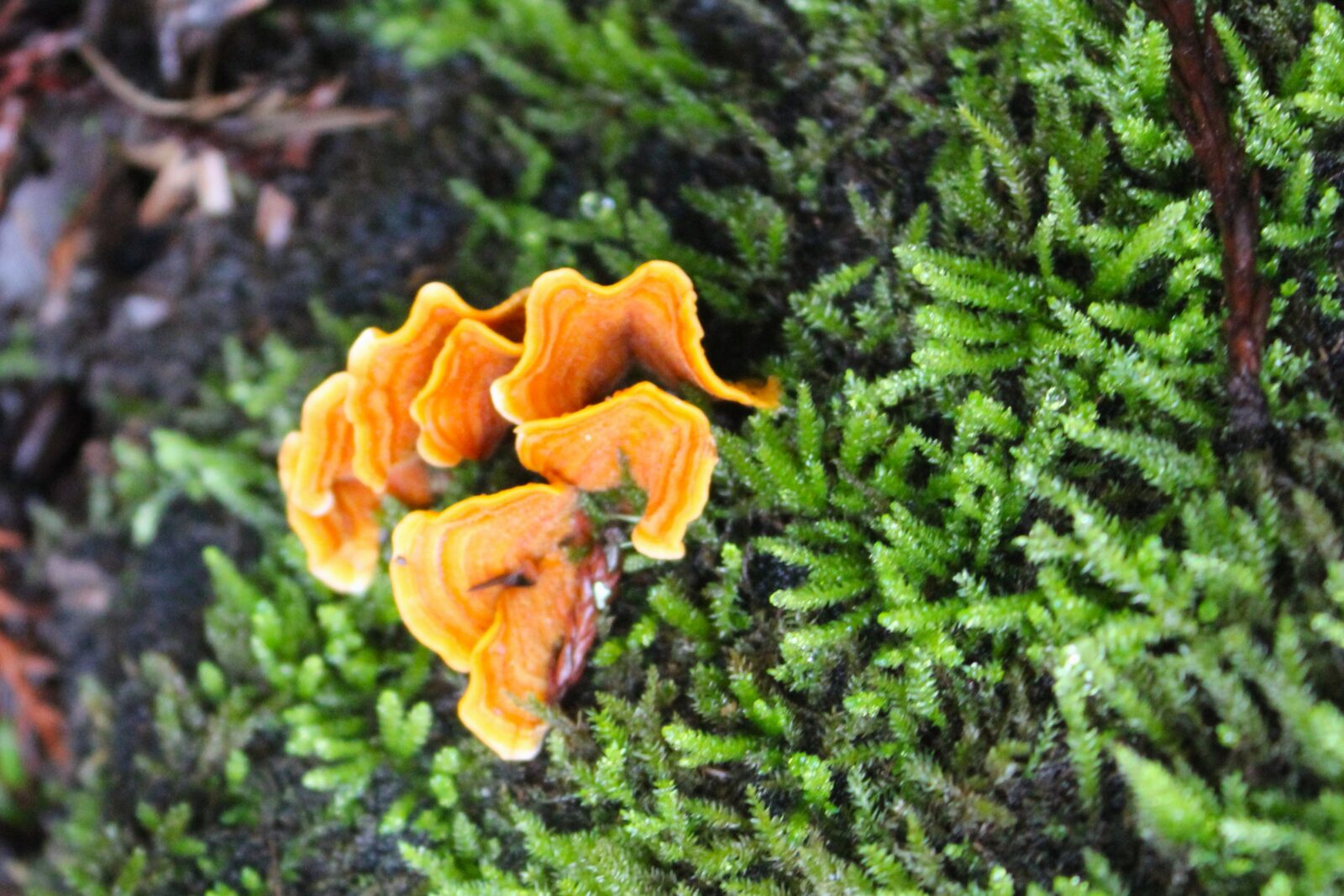 Camp Taylor to Leo T Cronin Fish Viewing Area – Marin = Hike