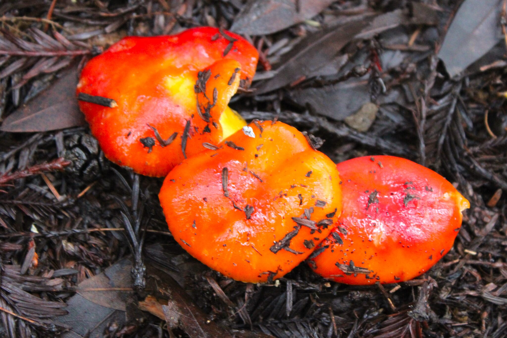 Camp Taylor to Leo T Cronin Fish Viewing Area – Marin = Hike
