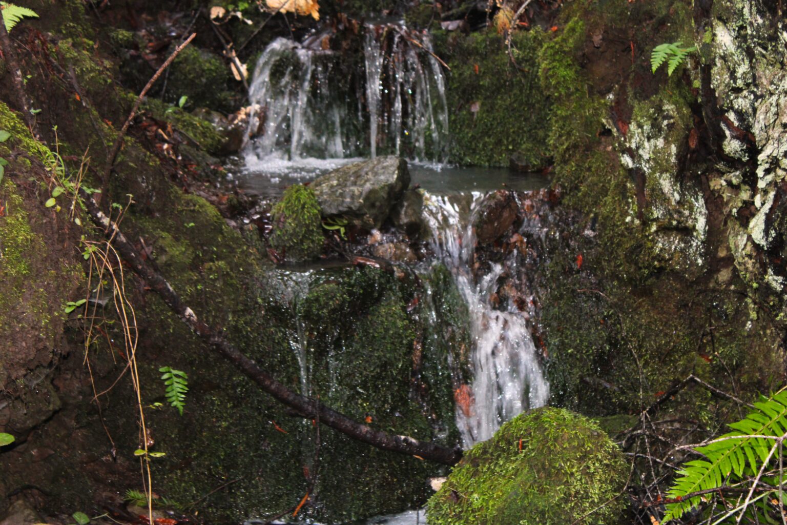 Camp Taylor to Leo T Cronin Fish Viewing Area – Marin = Hike