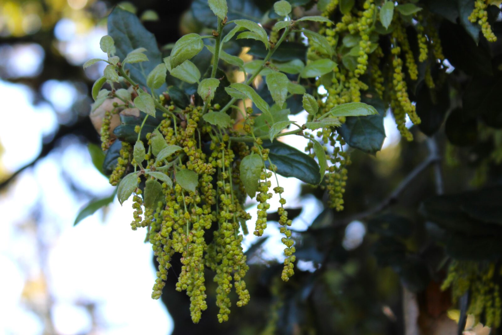 Mt Burdell Open Space – Marin = Hike