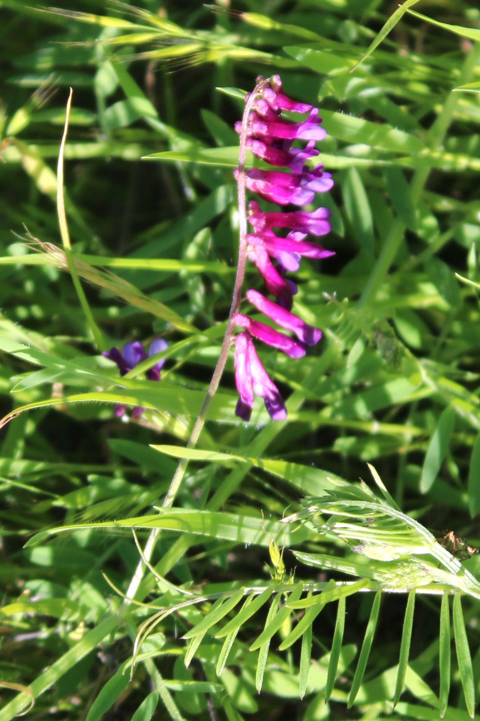 Mt Burdell Open Space – Marin = Hike