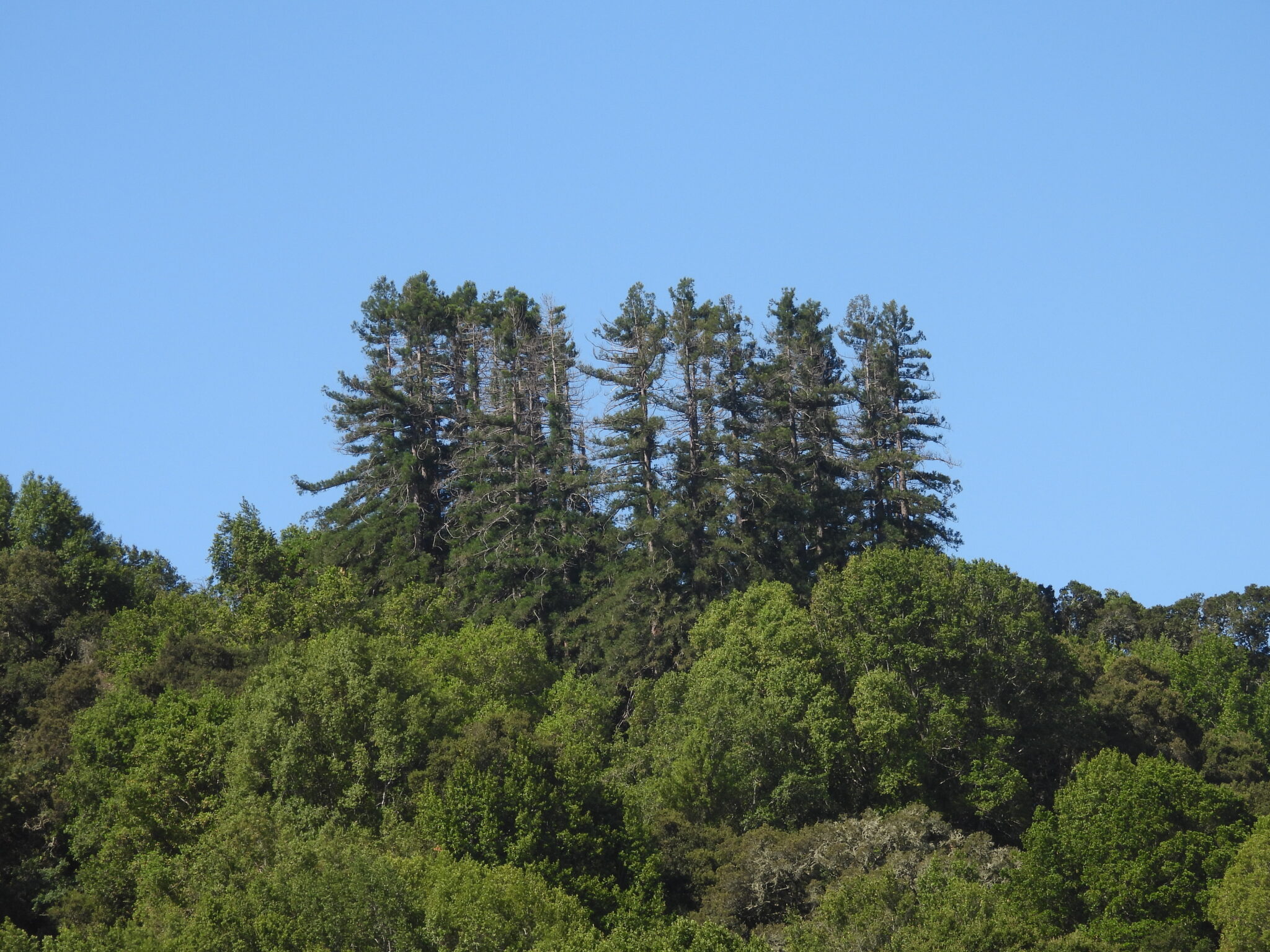 Big Trees Trail, Indian Tree Open Space Preserve – Marin = Hike